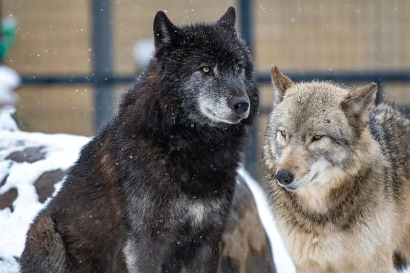 22 Different Types of Wolves in the World
