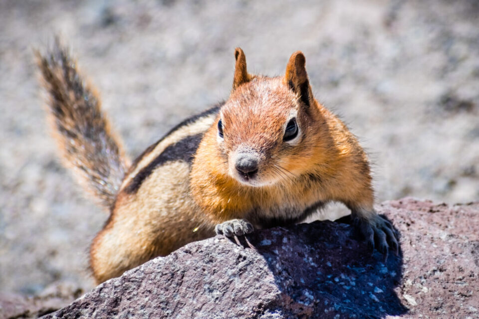 When Do Chipmunks Come Out of Hibernation? Seasonal Patterns Unveiled
