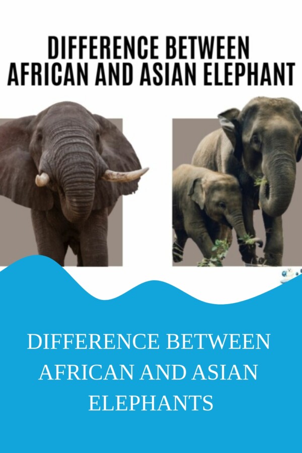 Difference Between African and Asian Elephants: A Comprehensive Comparison