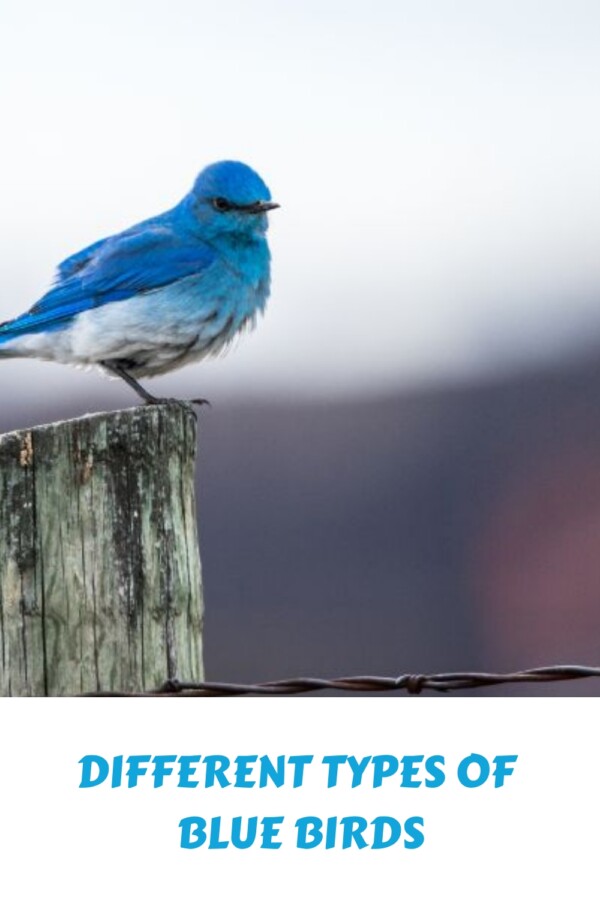 Blue Birds: A Comprehensive Guide to Identification and Habitats
