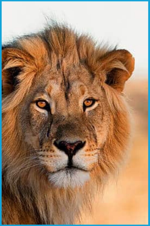 6 Different Types of Lions Around the World