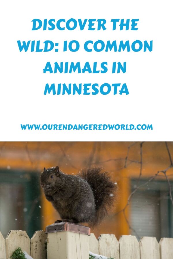 Discover the Wild: 10 Common Animals in Minnesota