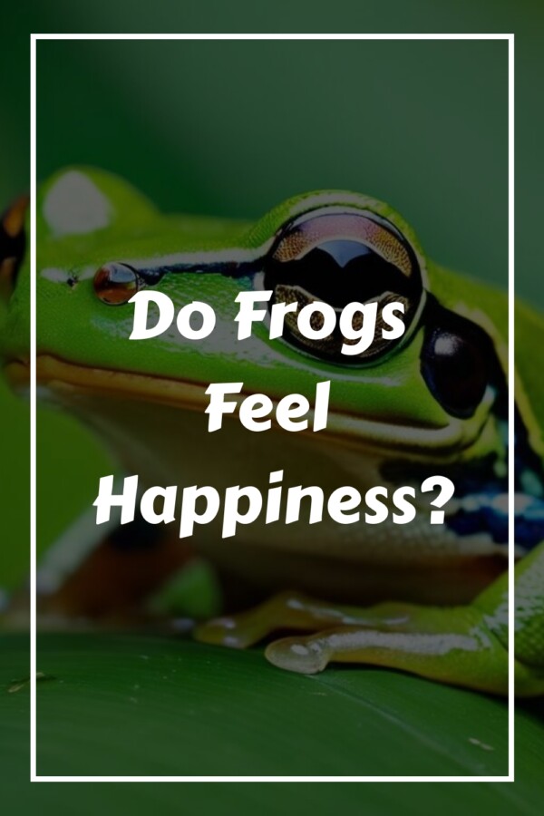 Do Frogs Feel Happy? Decoding The Emotions Of Our Amphibian Friends