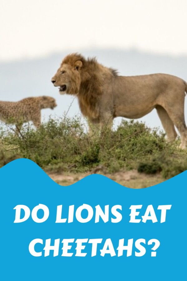 Do Lions Eat Cheetahs? Here's What to Know