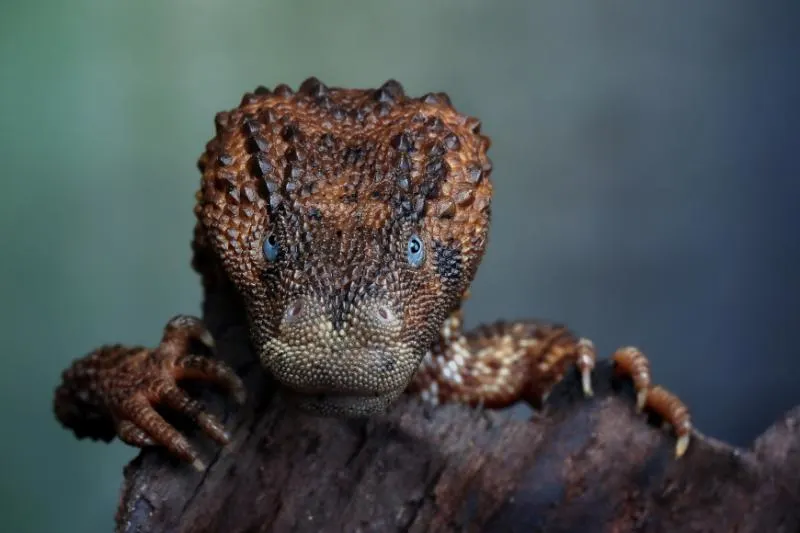 23 Incredible Animals That Start With the Letter E