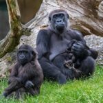 Western Lowland Gorilla: Why Is It Endangered?