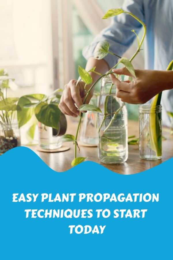Easy Plant Propagation Techniques to Start Today