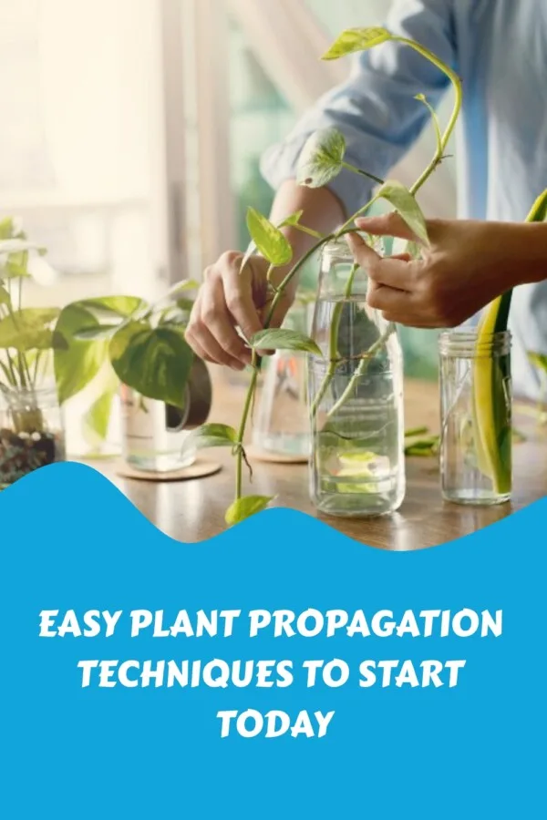 Easy Plant Propagation Techniques to Start Today