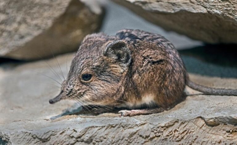 Vole vs Shrew: Size, Color, and Habitat Comparison