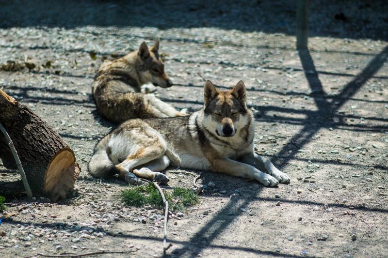 22 Different Types of Wolves in the World