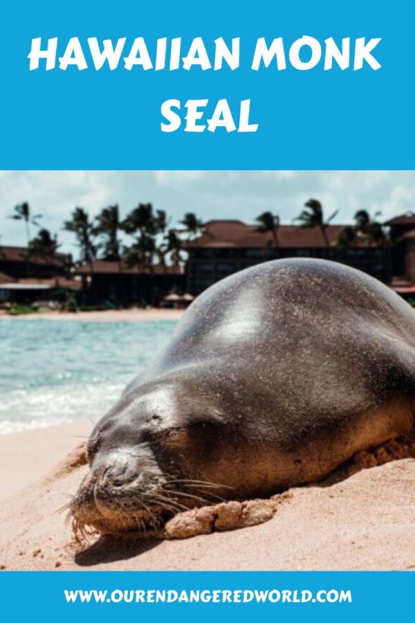 Hawaiian Monk Seal