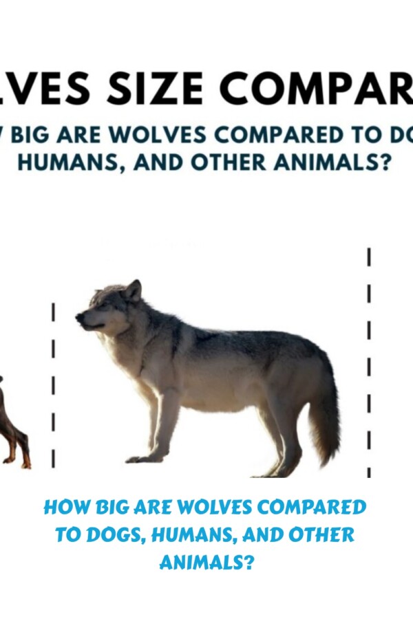 Wolves Size Comparison: How Big Are Wolves Compared to Dogs, Humans, and Other Animals?