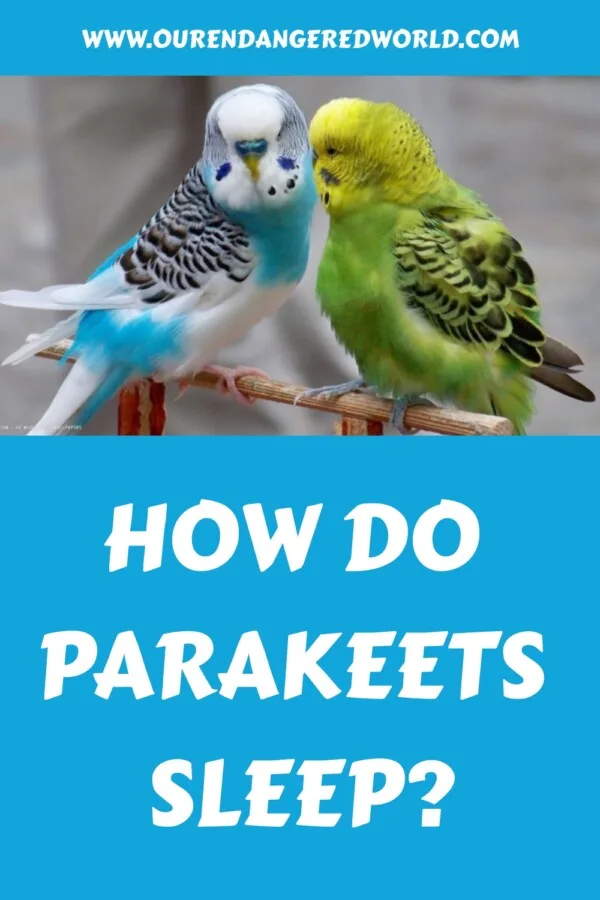 How do Parakeets Sleep? Everything That You Need To Know