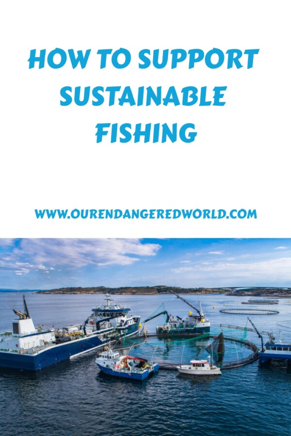 Sustainable Fishery Practices: The Path to Healthy Oceans and Sustainable Fishing
