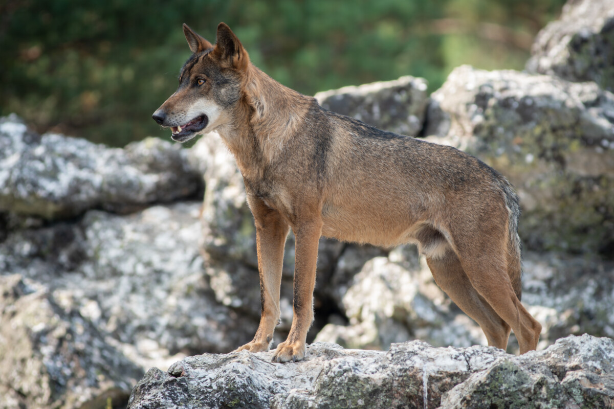 22 Different Types of Wolves in the World