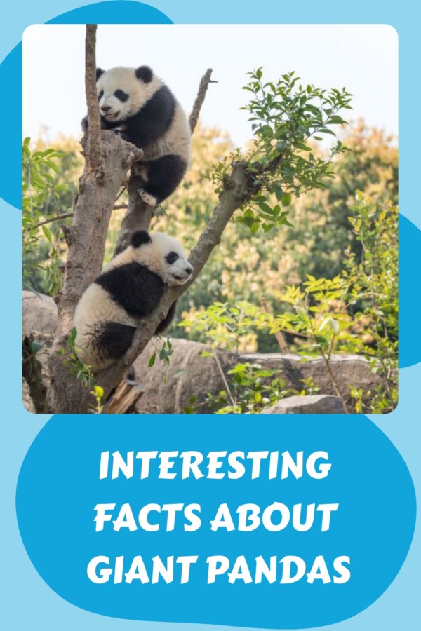 Top 10 Interesting Facts About Giant Pandas