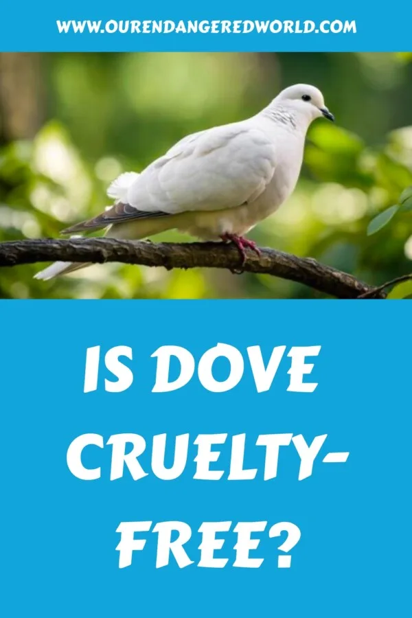 Is Dove Cruelty-Free? What You Need To Know About Their Animal Testing ...