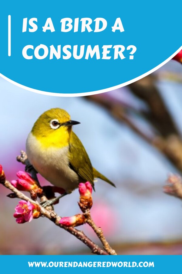 Is a Bird a Consumer? Here’s What to Know