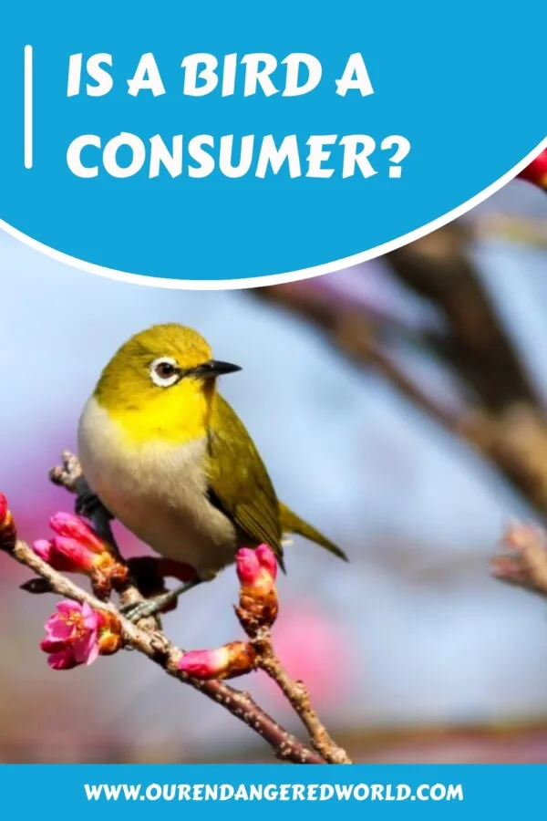Is a Bird a Consumer? Here’s What to Know