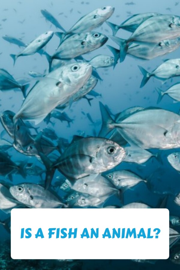 Is a Fish an Animal? Here's What You Need to Know