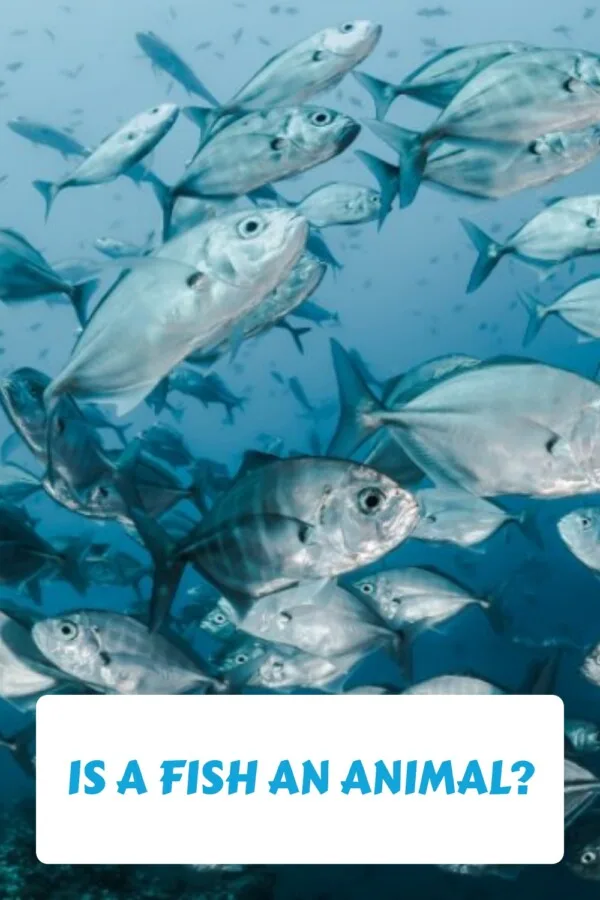 Is a Fish an Animal? Here's What You Need to Know