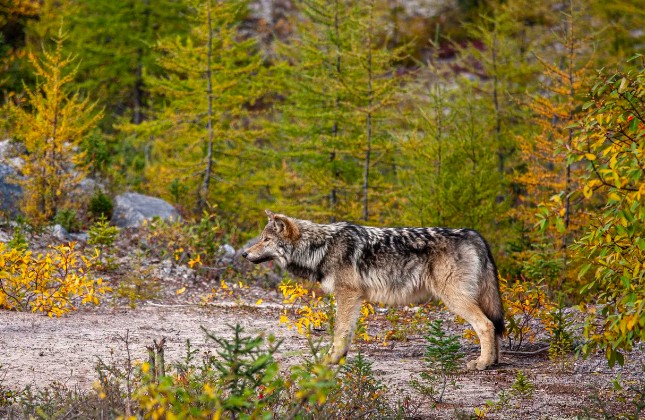What Is a Young Wolf Called? The Names of Wolf Species Explained