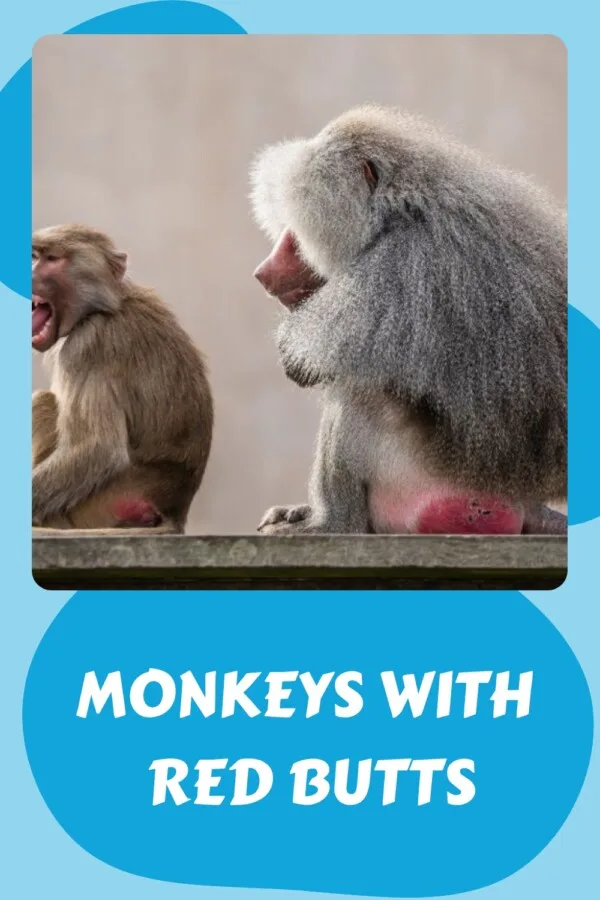 Monkeys with Red Butts: A Study of Their Unique Adaptations