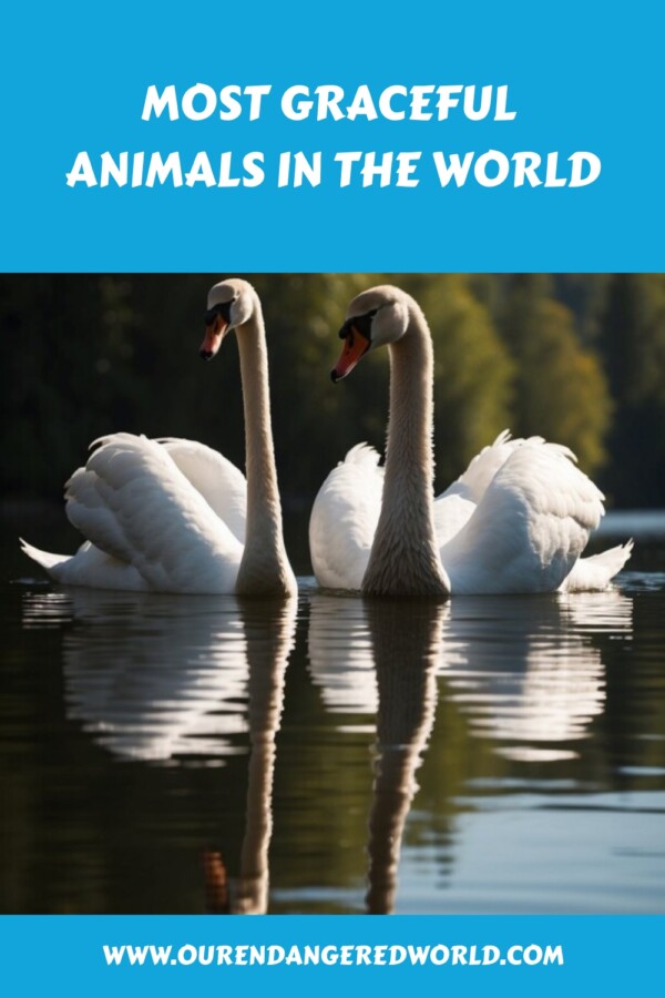 14 Most Graceful Animals in the World