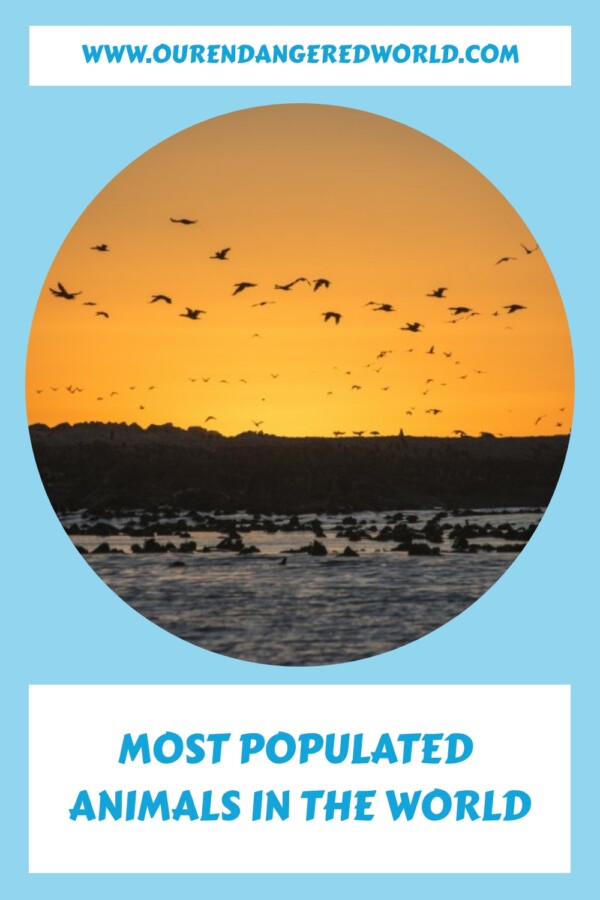 These Are The 13 Most Populated Animals in the World Influencing ...