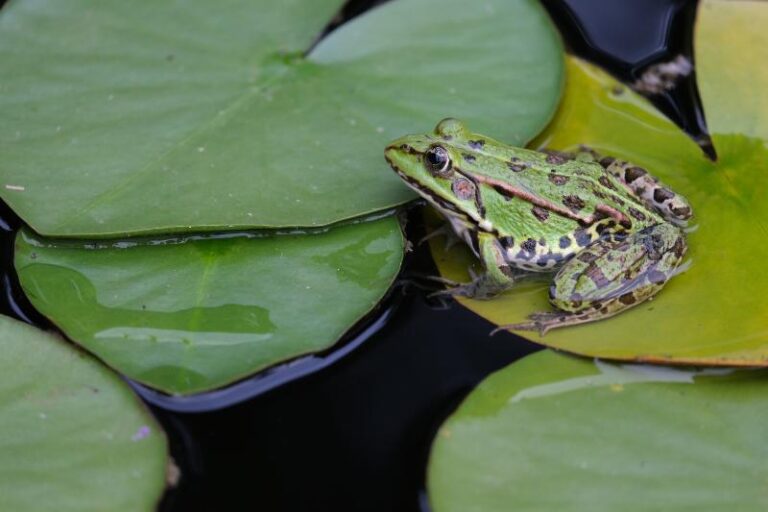 Do Frogs Feel Happy? Decoding The Emotions Of Our Amphibian Friends