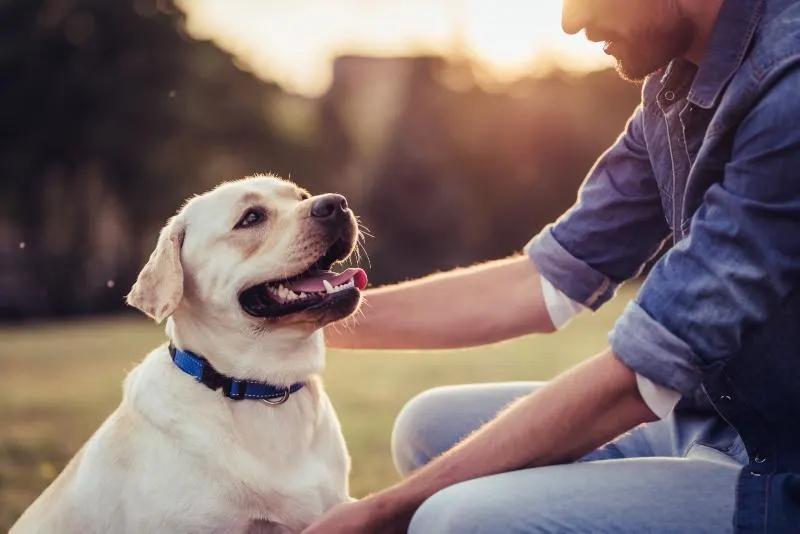 Do Dogs Smile? Understanding your Canine's Communication