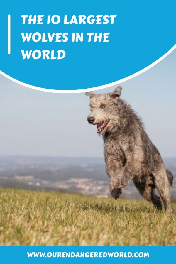 The 10 Largest Wolves in the World