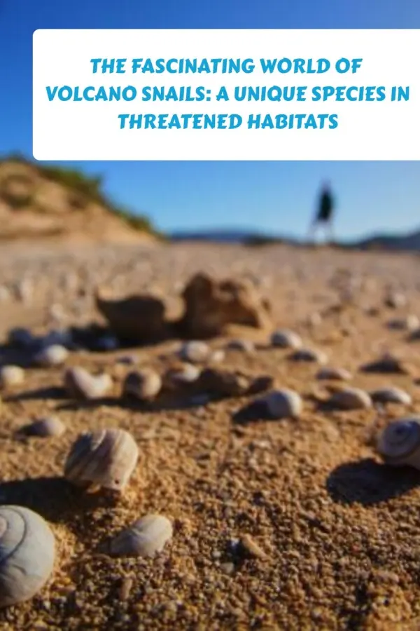 The Fascinating World of Volcano Snails: A Unique Species in Threatened ...