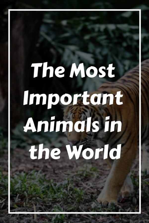 These Are the Most Important Animals in the World