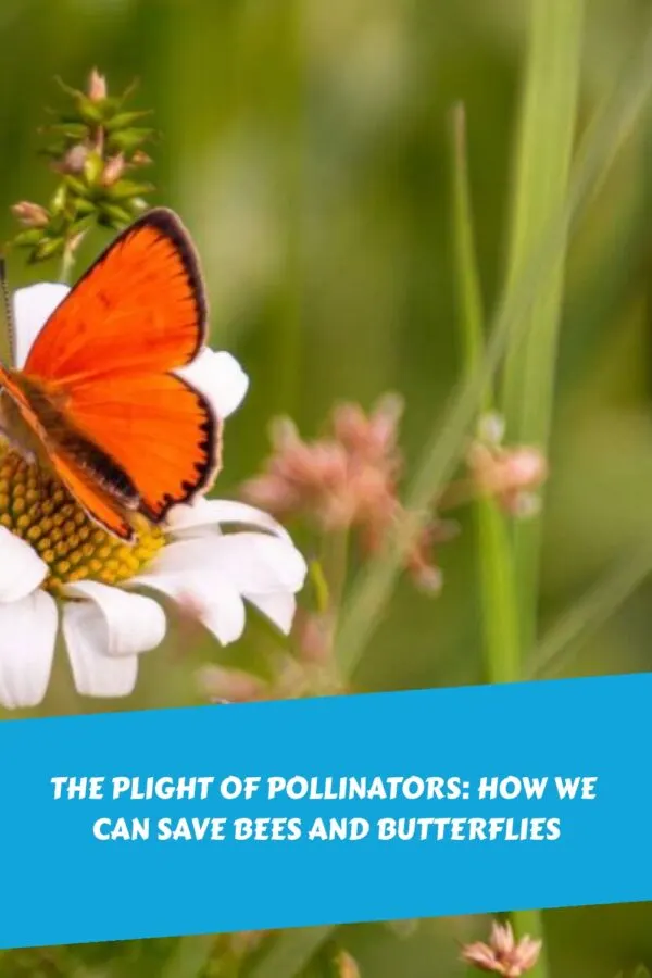 The Plight of Pollinators: How We Can Save Bees and Butterflies