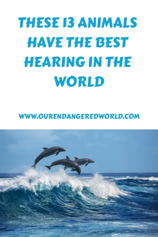 These 13 Animals Have the Best Hearing in the World