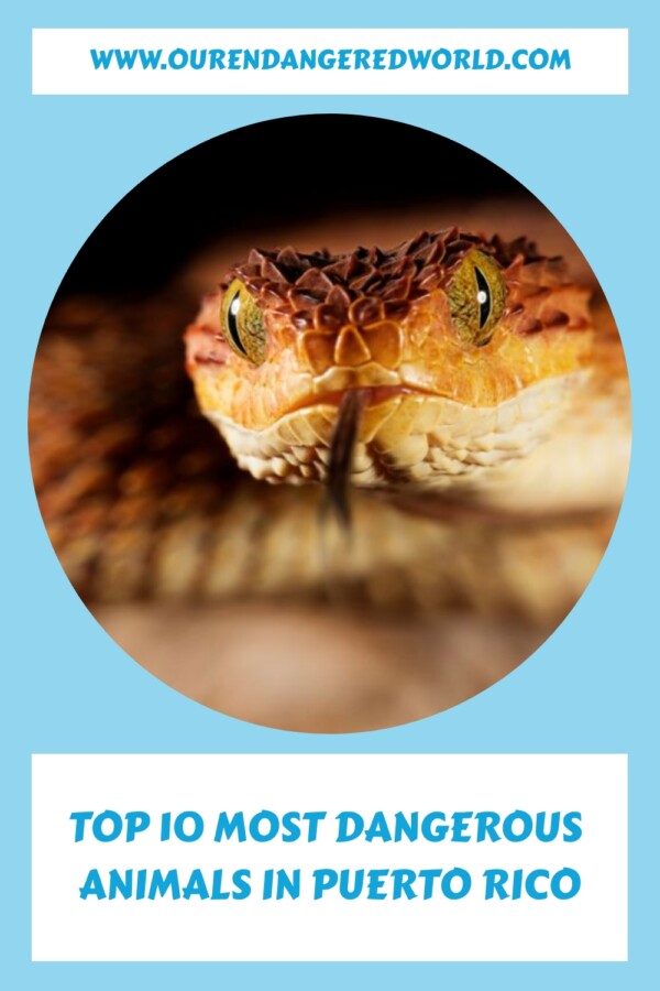 Top 10 Most Dangerous Animals in Puerto Rico