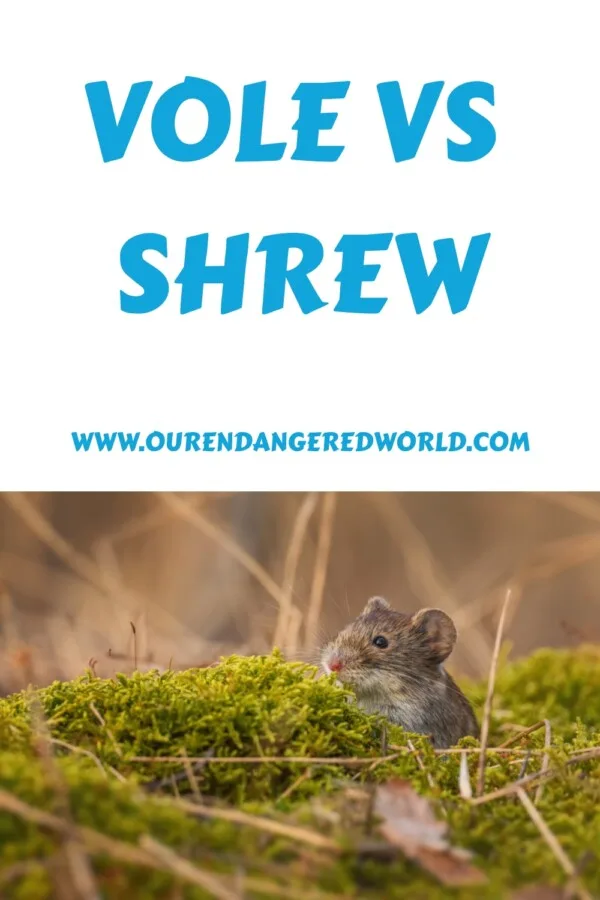 Vole vs Shrew: Size, Color, and Habitat Comparison