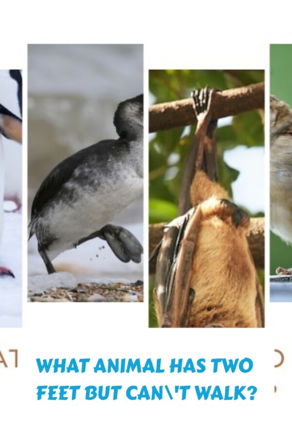 What Animal Has Two Feet But Can't Walk? A Fun Riddle Solved!