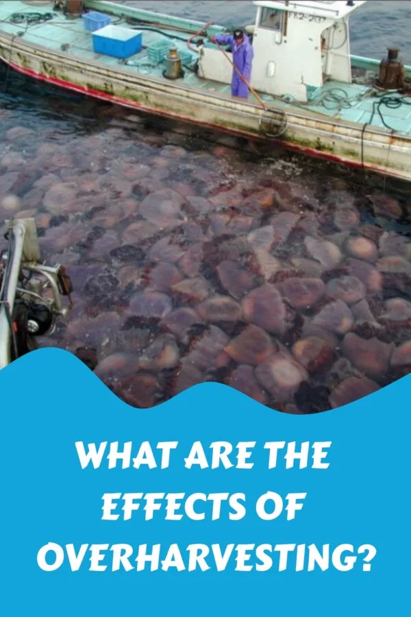 What Are The Effects of Overharvesting?