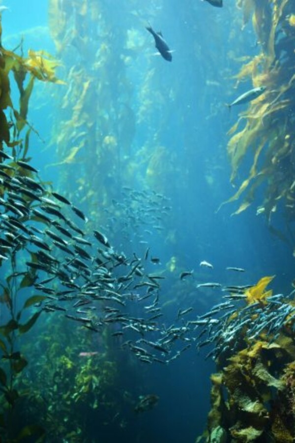 What Eats Kelp? A Comprehensive Guide to Its Predators