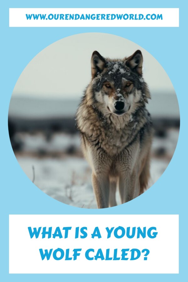 What Is a Young Wolf Called? The Names of Wolf Species Explained