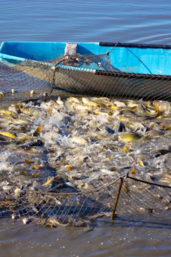 What is Overfishing? Examples & Solutions to Prevent