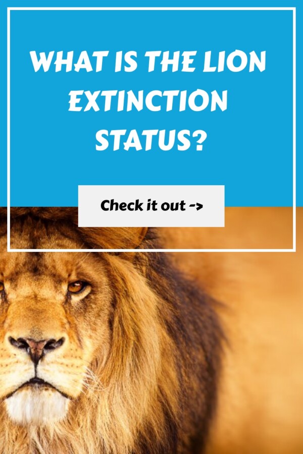 What is the Lion Extinction Status? The Alarming Decline of Africa's ...