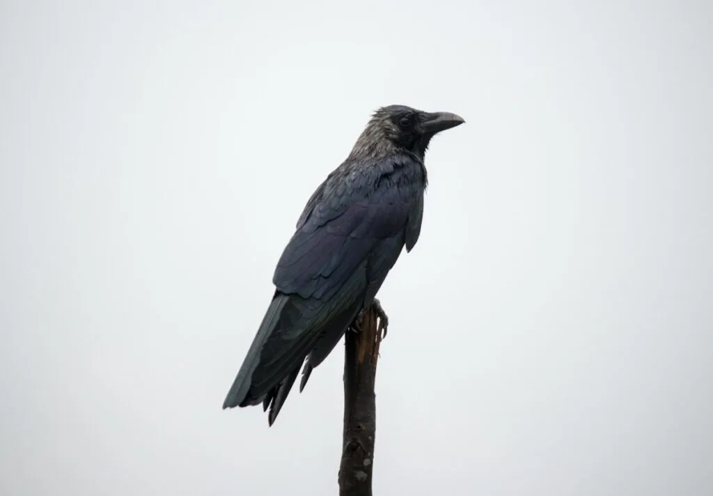 Crow vs Raven: Understanding the Key Differences