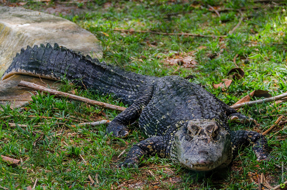 Are There Alligators in Europe? Here's What to Know