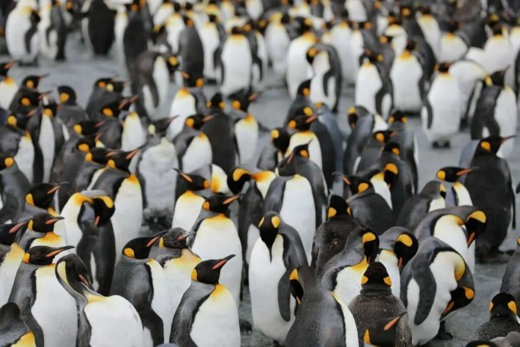 The Surprising Ways Penguins Can Be Dangerous to Humans