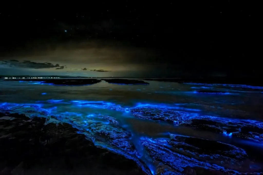 What is Bioluminescence? Nature's Living Light Explained
