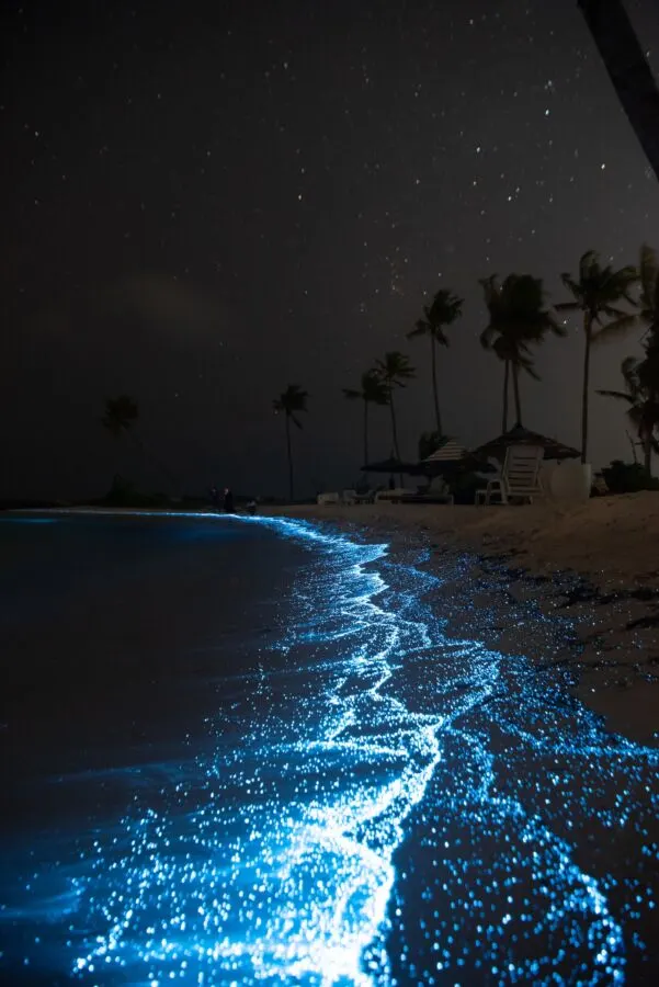 What is Bioluminescence? Nature's Living Light Explained