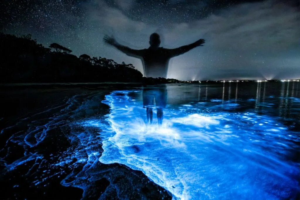 What is Bioluminescence? Nature's Living Light Explained
